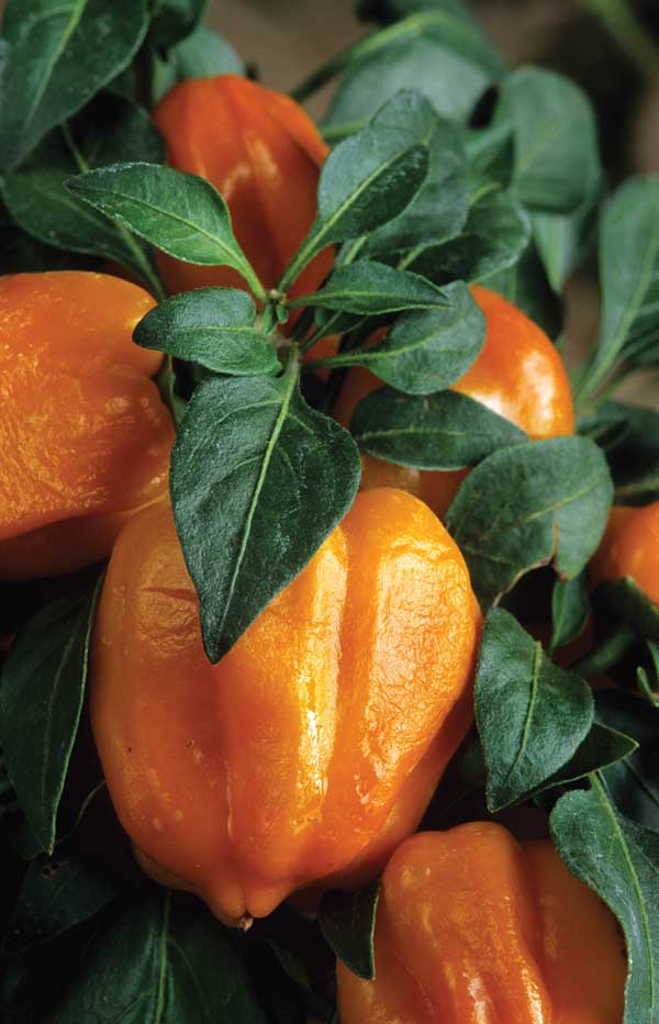 Compact Vegetable Varieties - Mother Earth Living